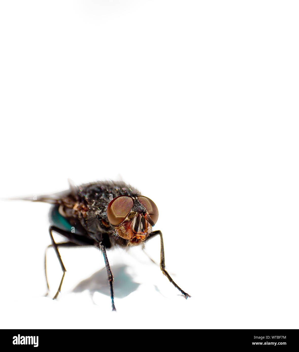 Close up fly hi-res stock photography and images - Alamy