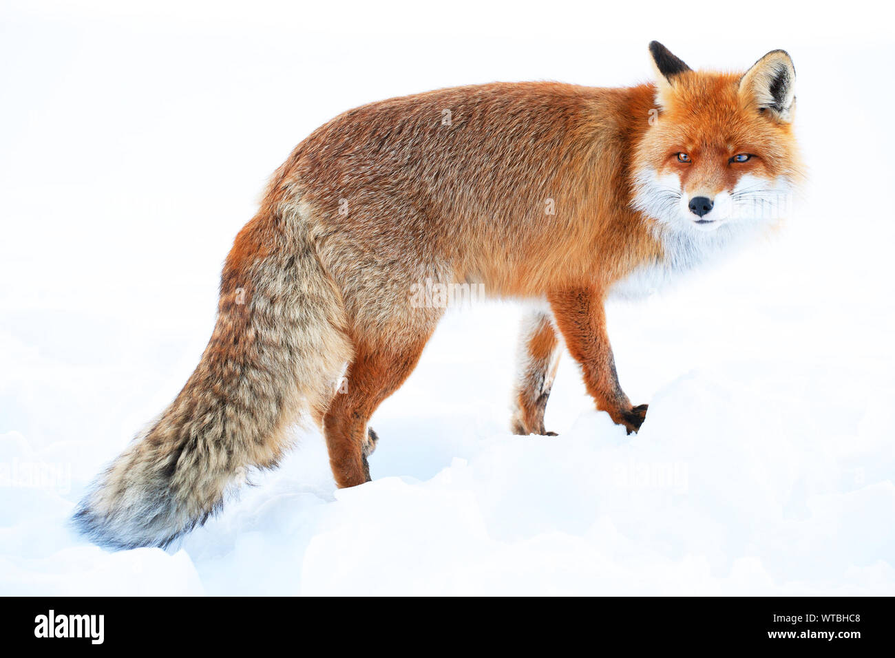 Red fox standing hi-res stock photography and images - Alamy