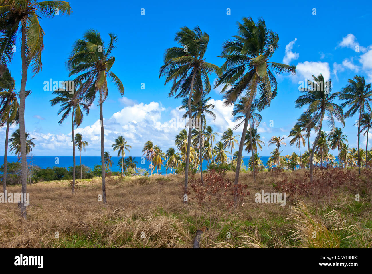 island of palm trees in the caribbean sea Stock Photo - Alamy