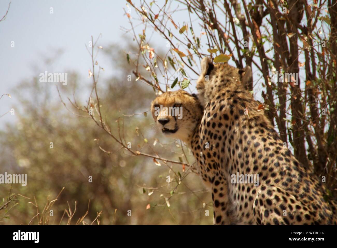 Cheetahs at tree hi-res stock photography and images - Alamy