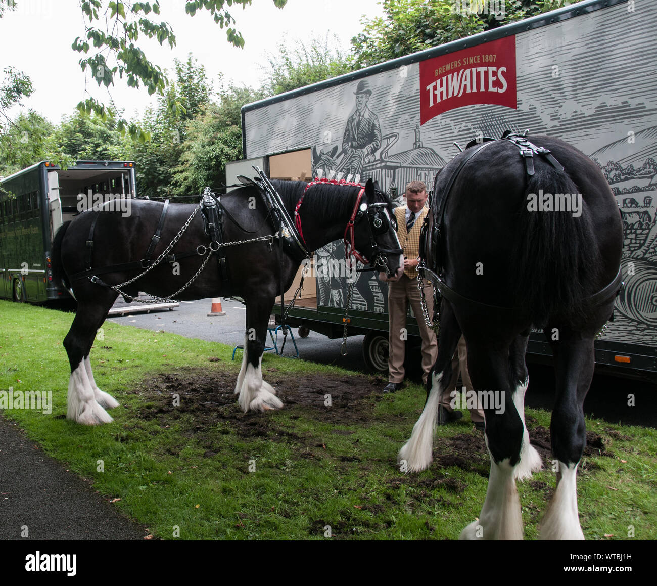 Dray Horse High Resolution Stock Photography and Images - Alamy
