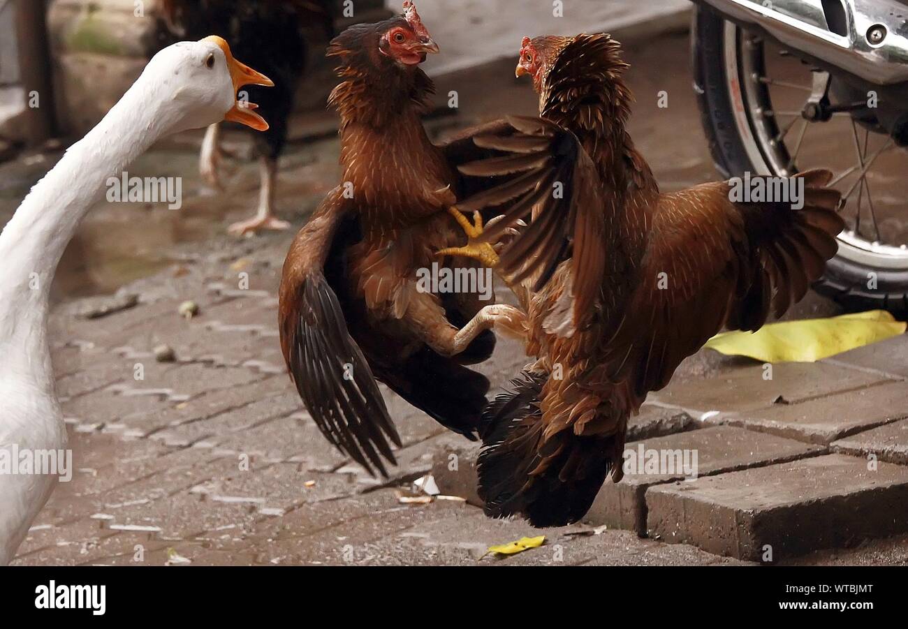 Motion rooster hi-res stock photography and images - Alamy