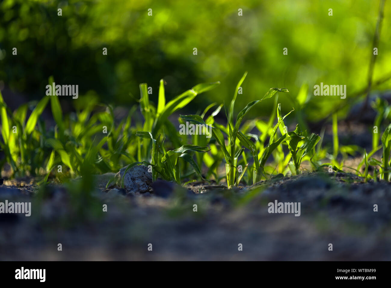 landscape of green grass low angle shoot Stock Photo - Alamy