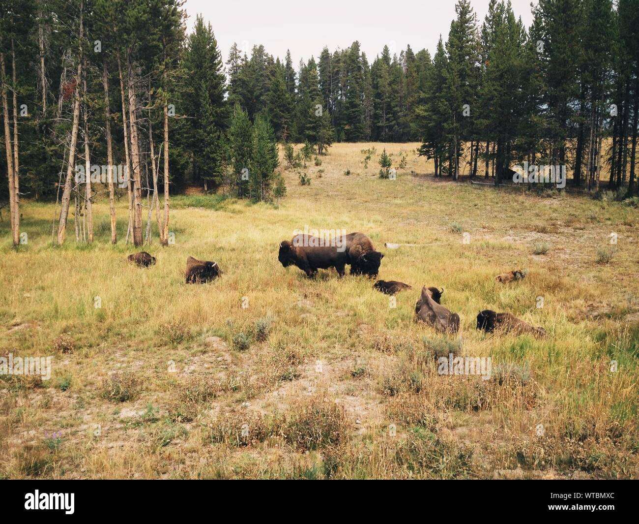 Reservation of animals hi-res stock photography and images - Alamy