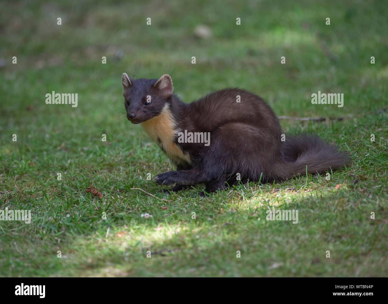 Highland midge culicoides impunctatus hi-res stock photography and ...