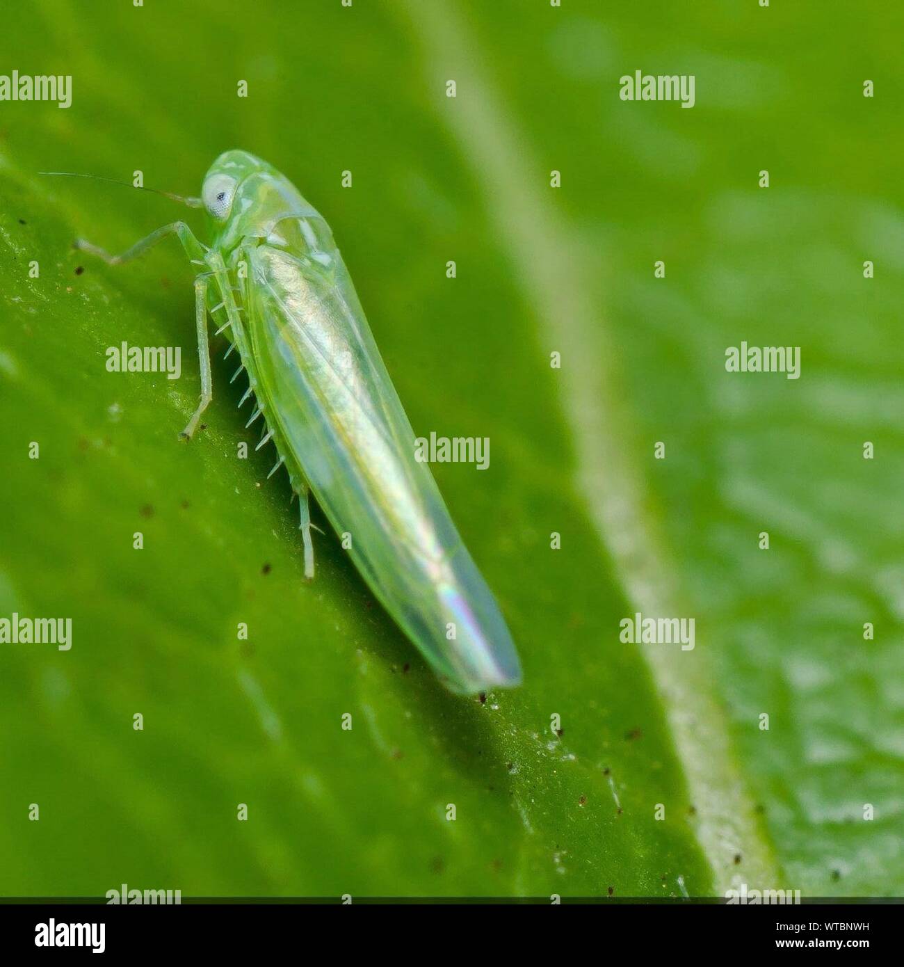 Green Leafhopper High Resolution Stock Photography and Images - Alamy