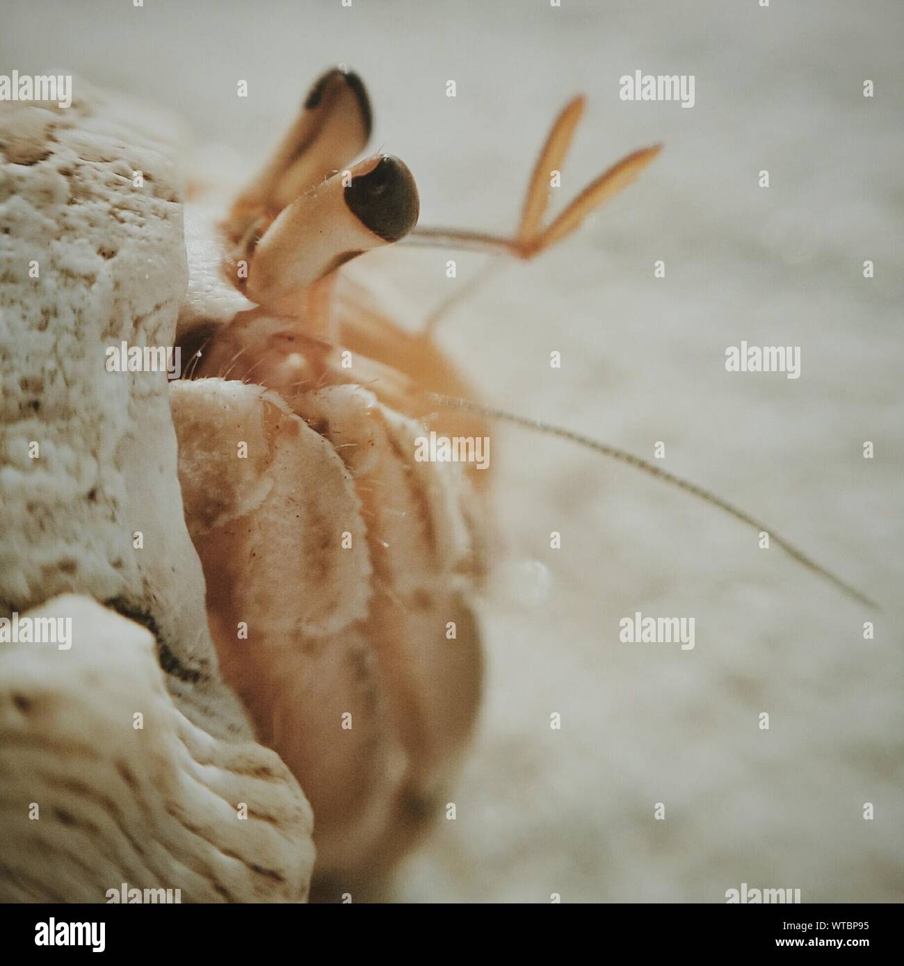Underwater antenna hi-res stock photography and images - Alamy