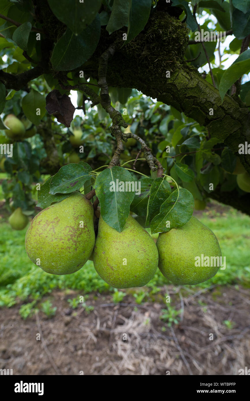 Conference pear tree in flower hi-res stock photography and images - Alamy
