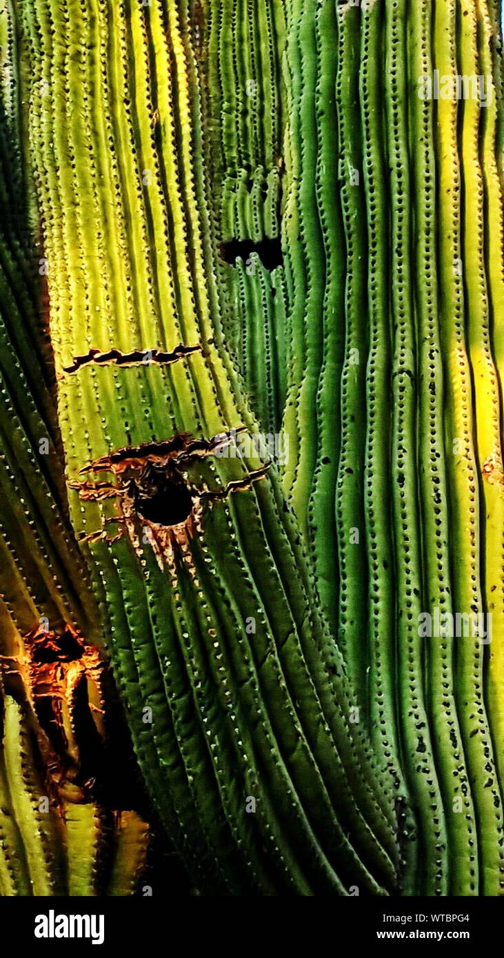 Damaged cactus hi-res stock photography and images - Alamy