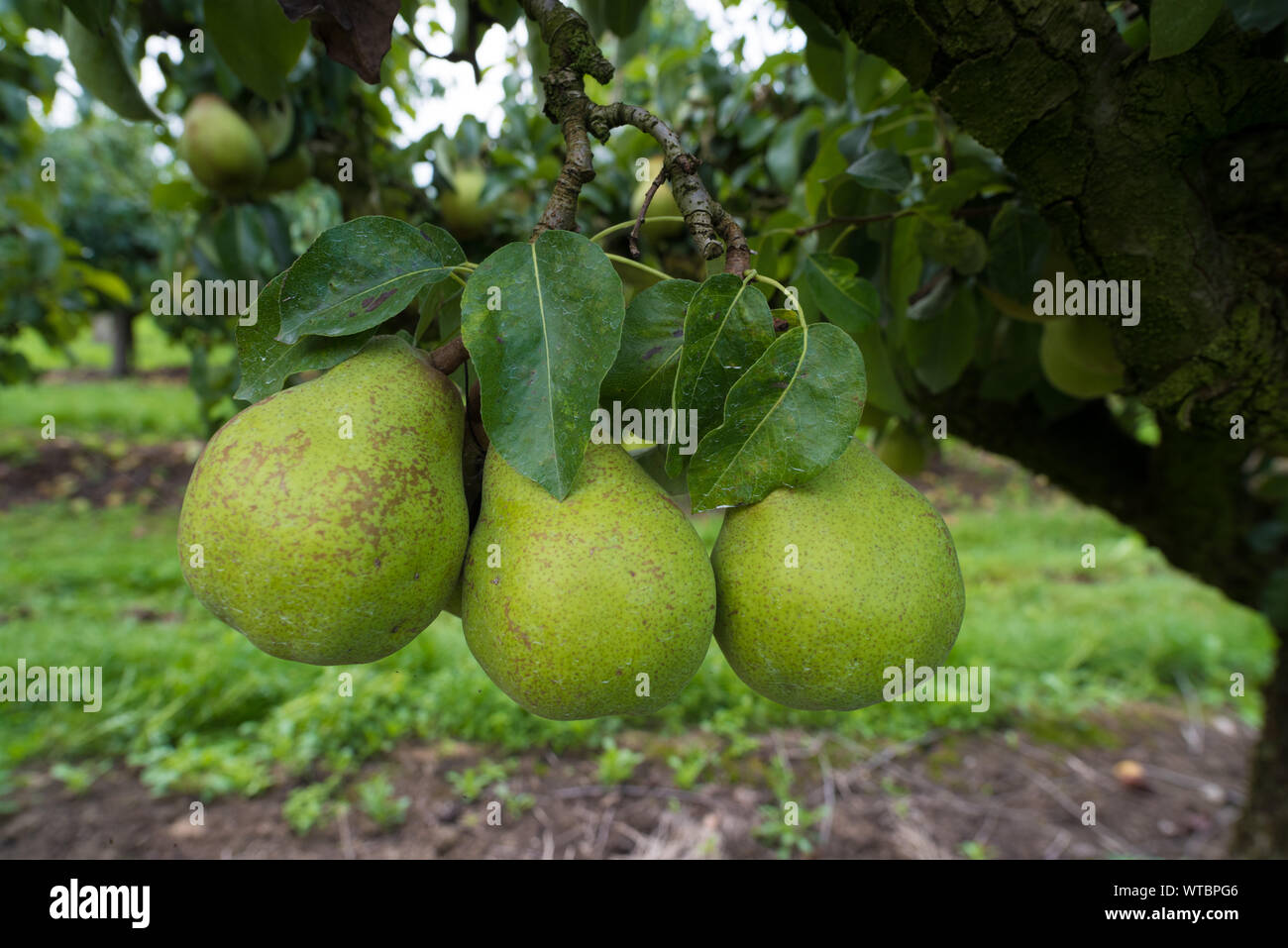 Conference pear tree in flower hi-res stock photography and images - Alamy