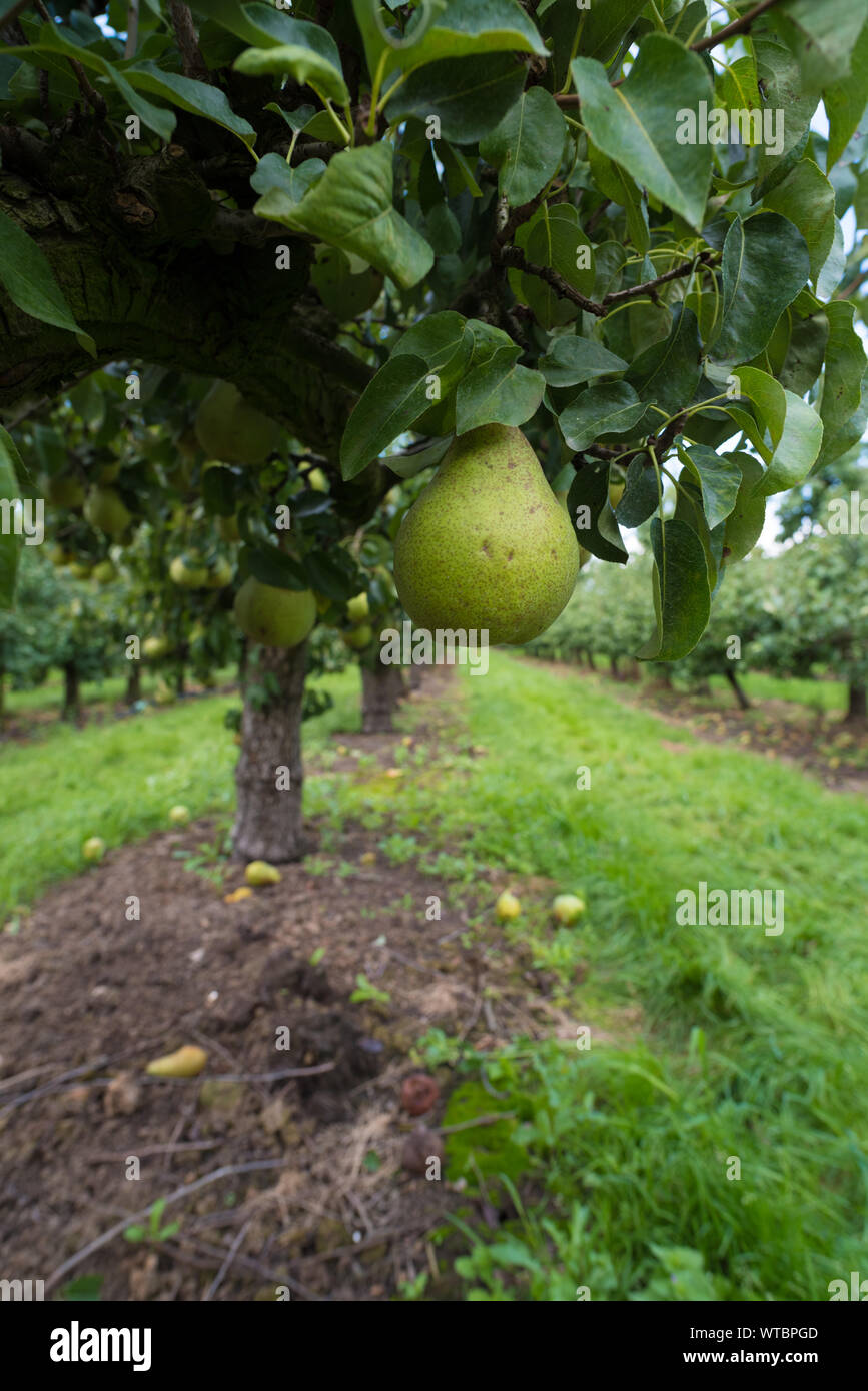 Conference pear flower hi-res stock photography and images - Alamy