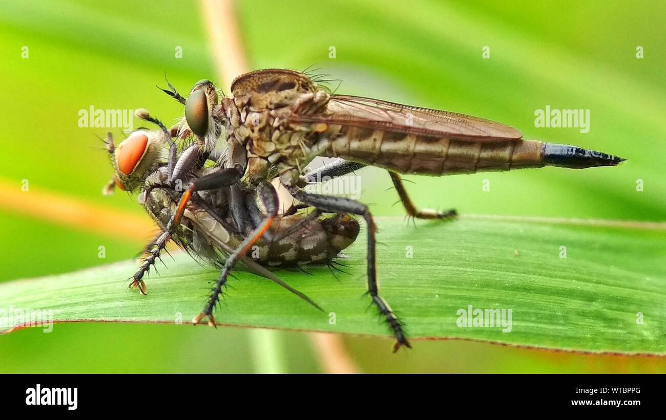 Insect hunting hi-res stock photography and images - Alamy