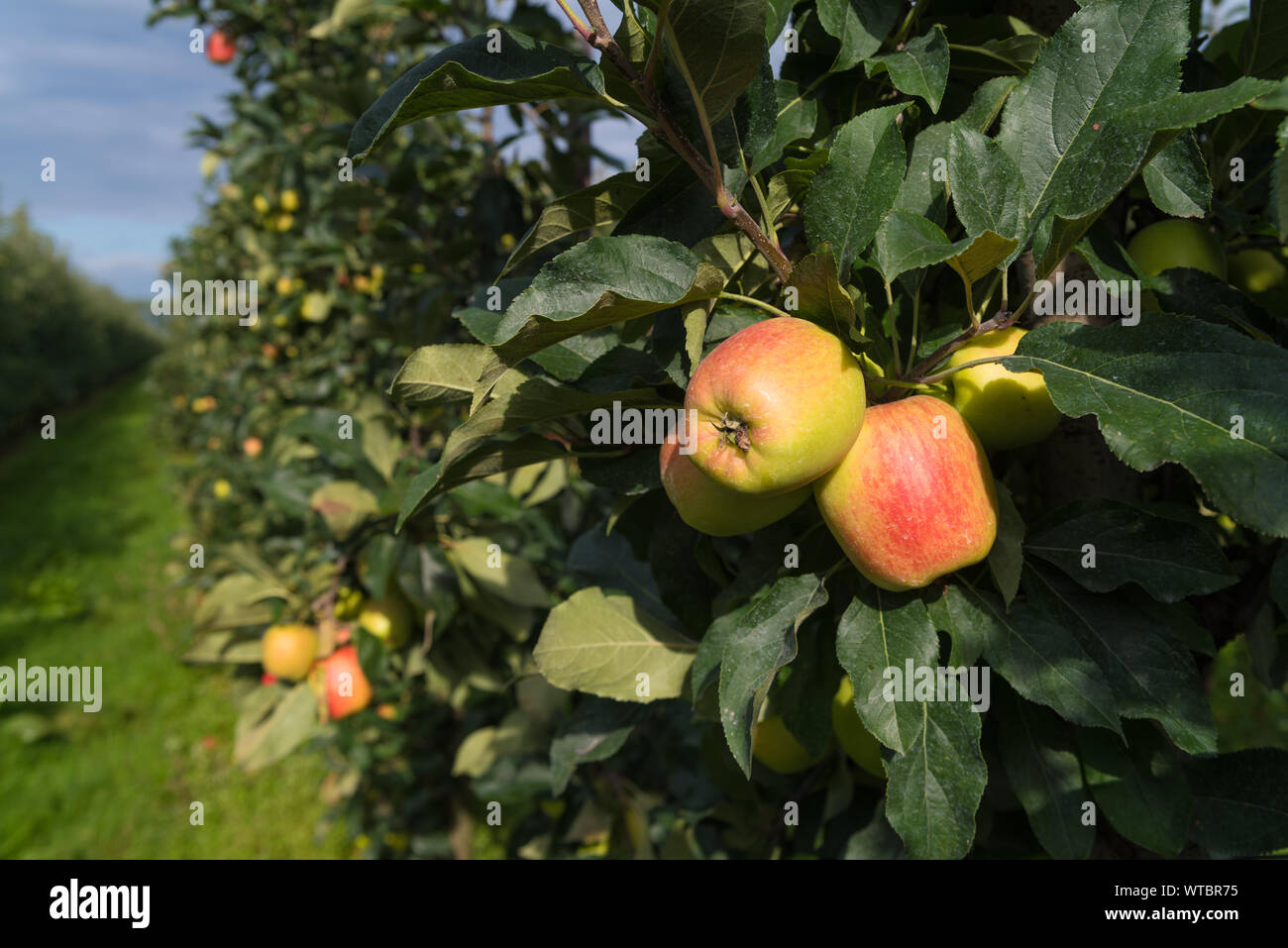 Red Elstar High Resolution Stock Photography and Images - Alamy