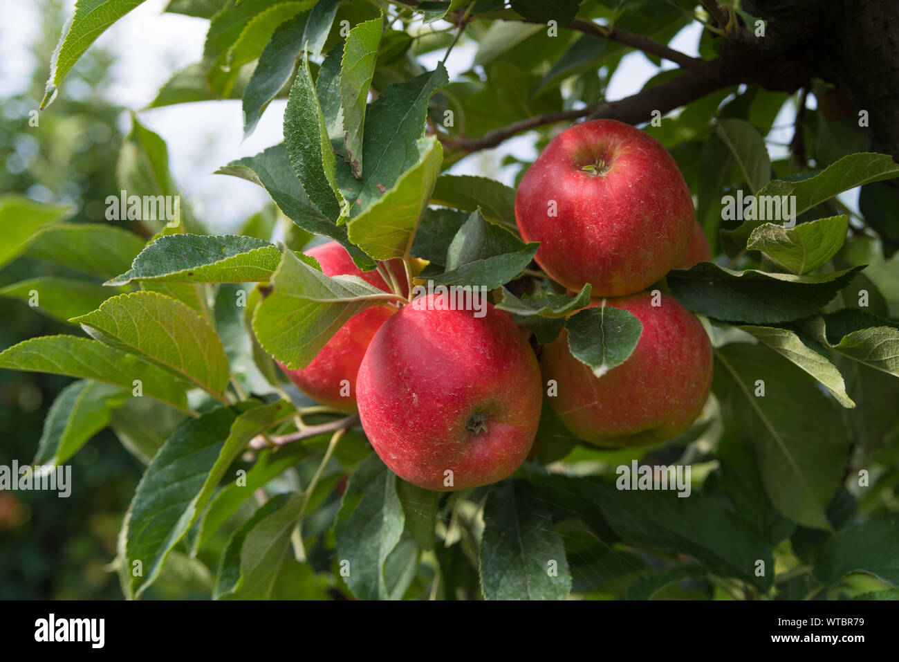 Red Elstar High Resolution Stock Photography and Images - Alamy