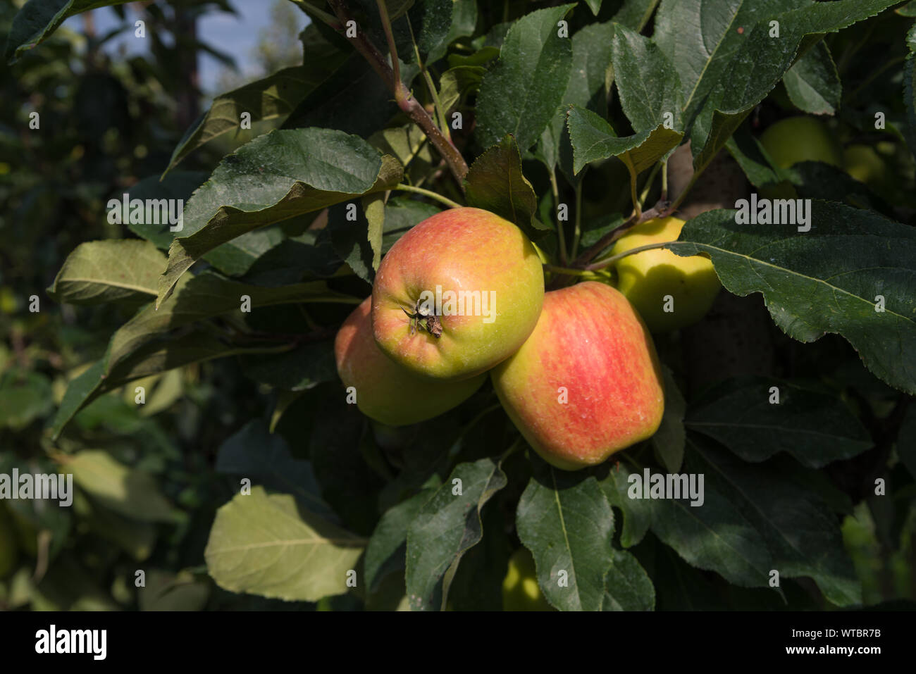 Red elstar hi-res stock photography and images - Alamy