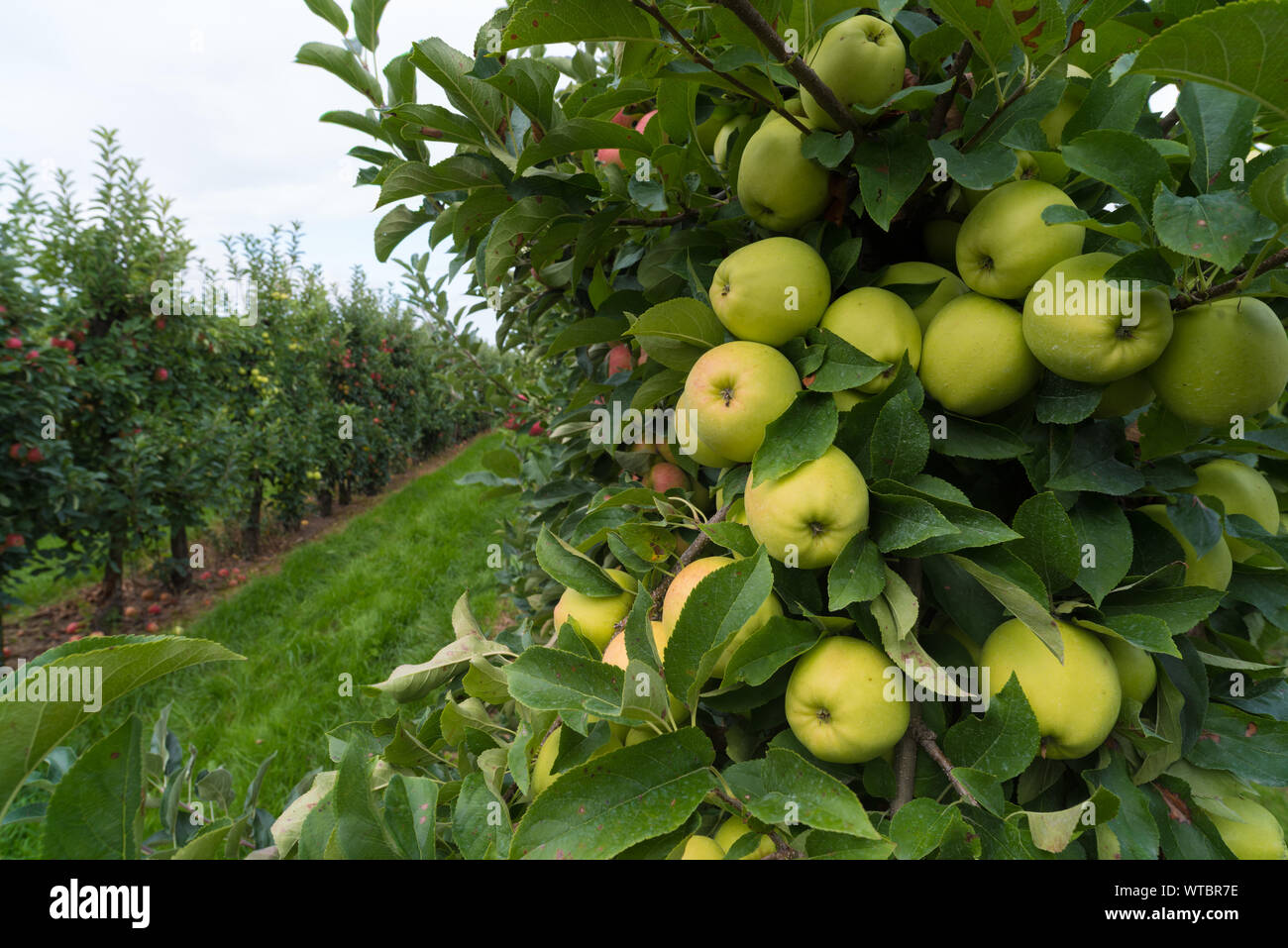 dutch apple orchard with ripe apples Stock Photo - Alamy