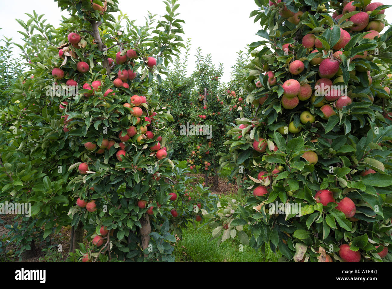 Red elstar hi-res stock photography and images - Alamy