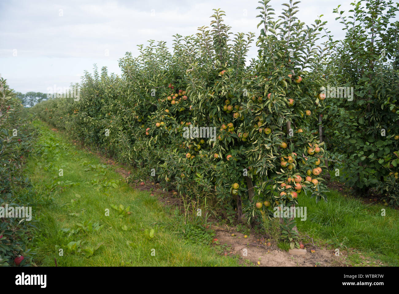 dutch apple orchard with ripe apples Stock Photo - Alamy