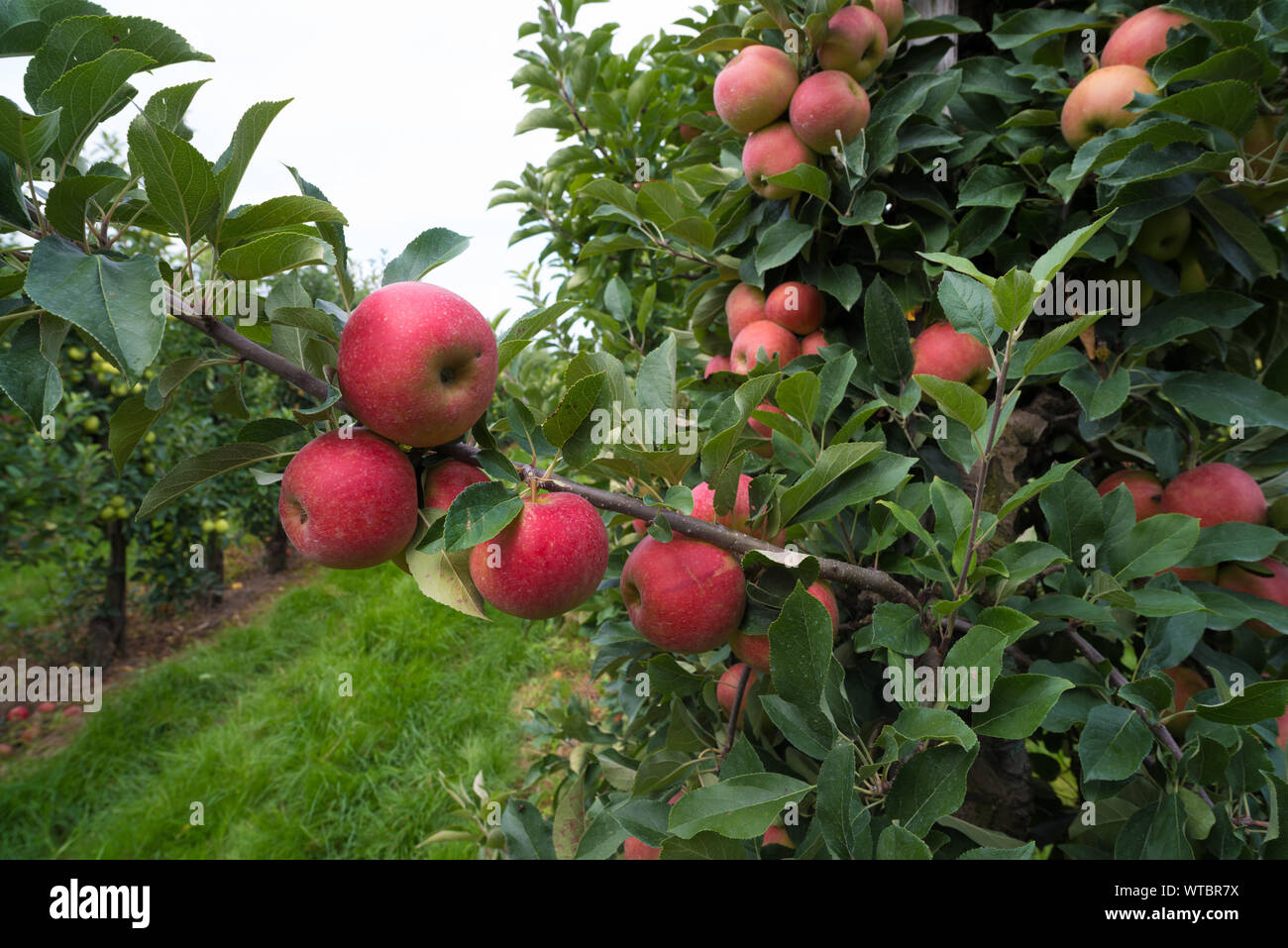 Red Elstar High Resolution Stock Photography and Images - Alamy