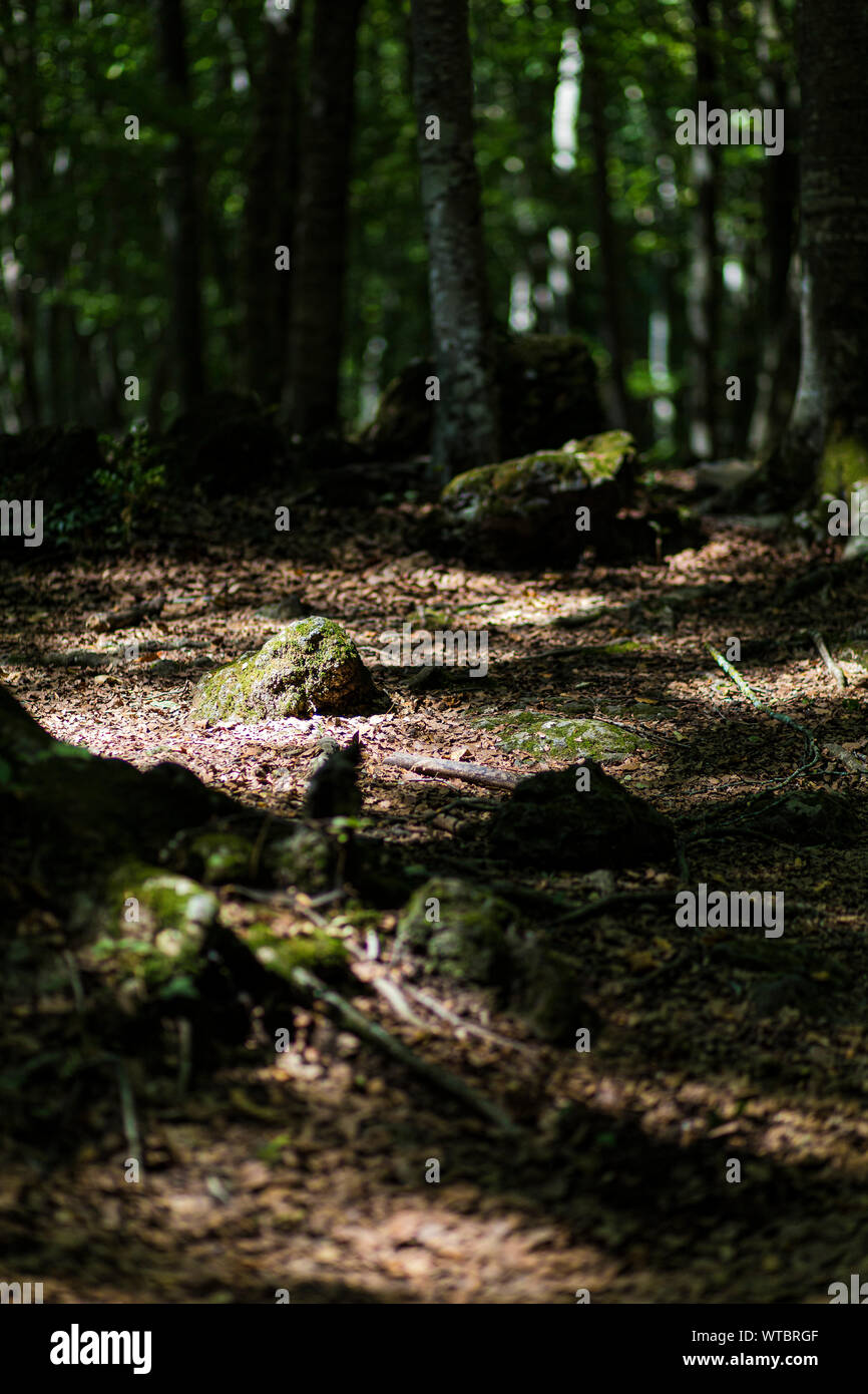 Grove beech hi-res stock photography and images - Alamy