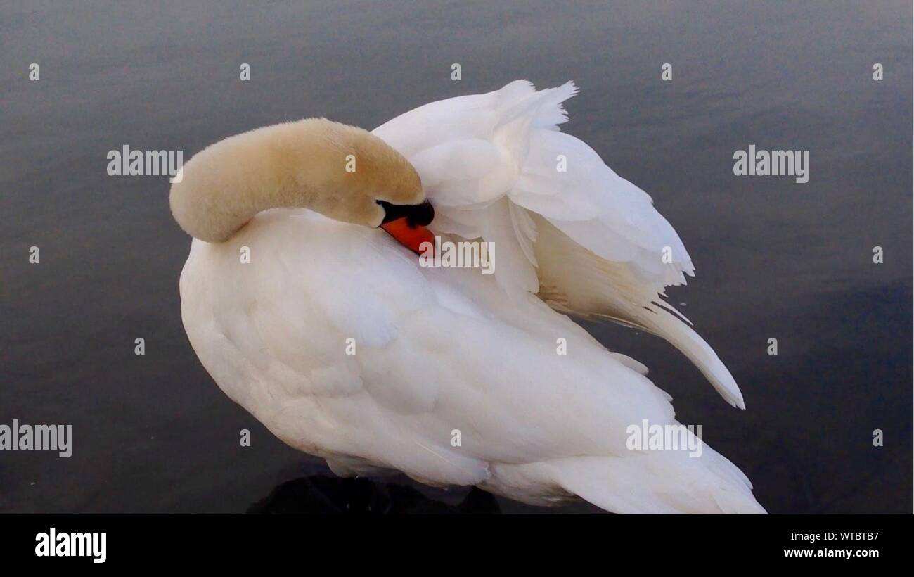 Side view swan hi-res stock photography and images - Alamy