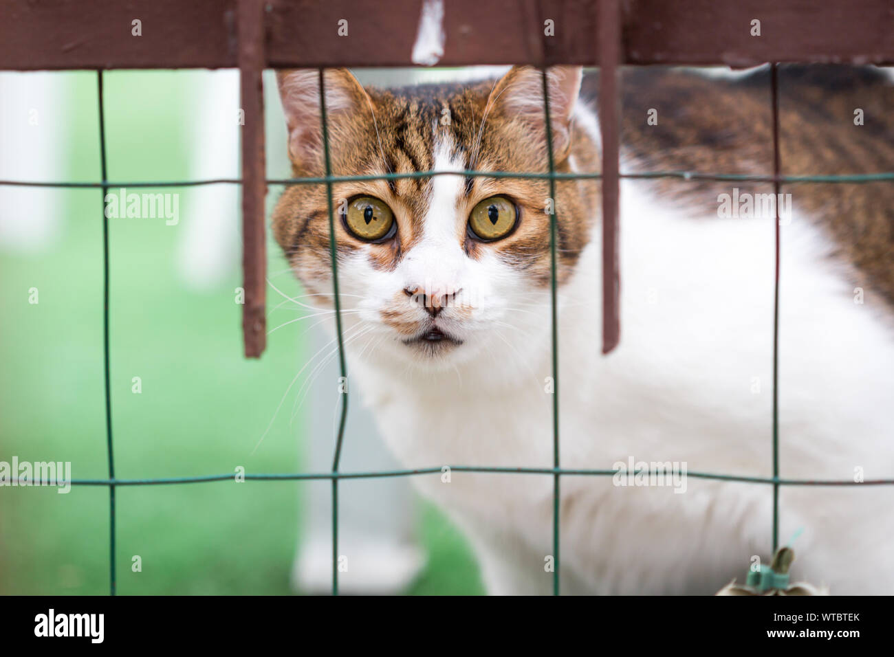 Portrait of a surprised cat at the garden outdoor nature background ...
