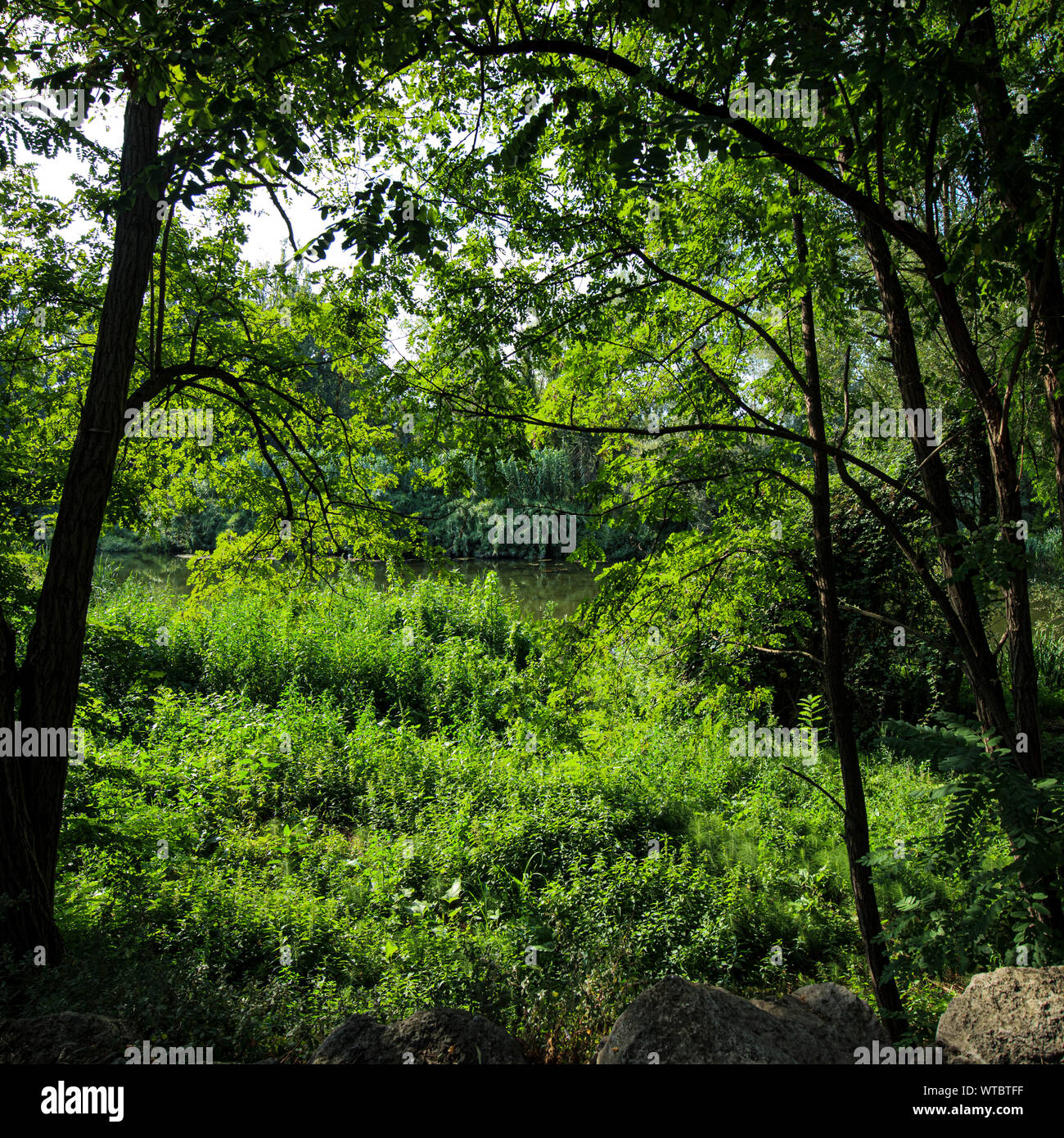 Green jungle leaves hi-res stock photography and images - Alamy