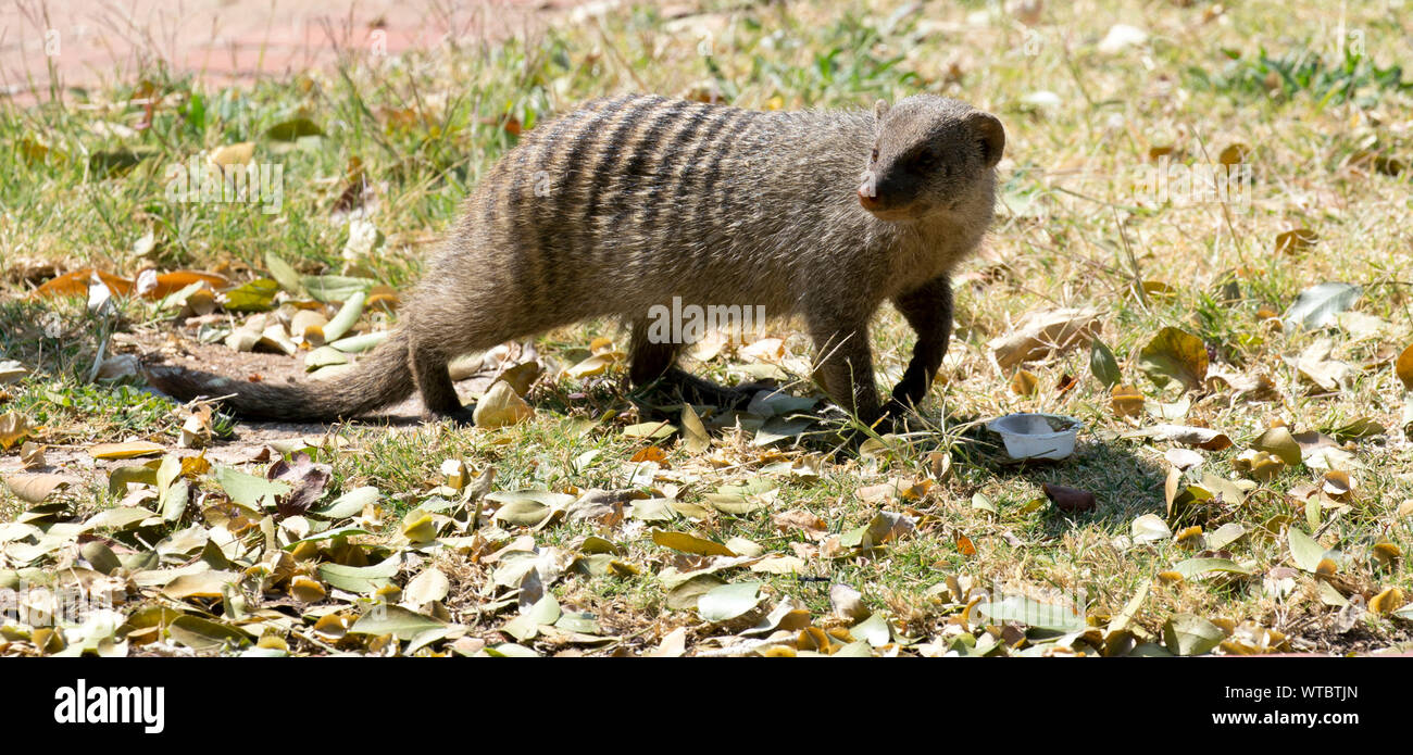 Banded Mongoose Serengeti Tanzania High Resolution Stock Photography ...