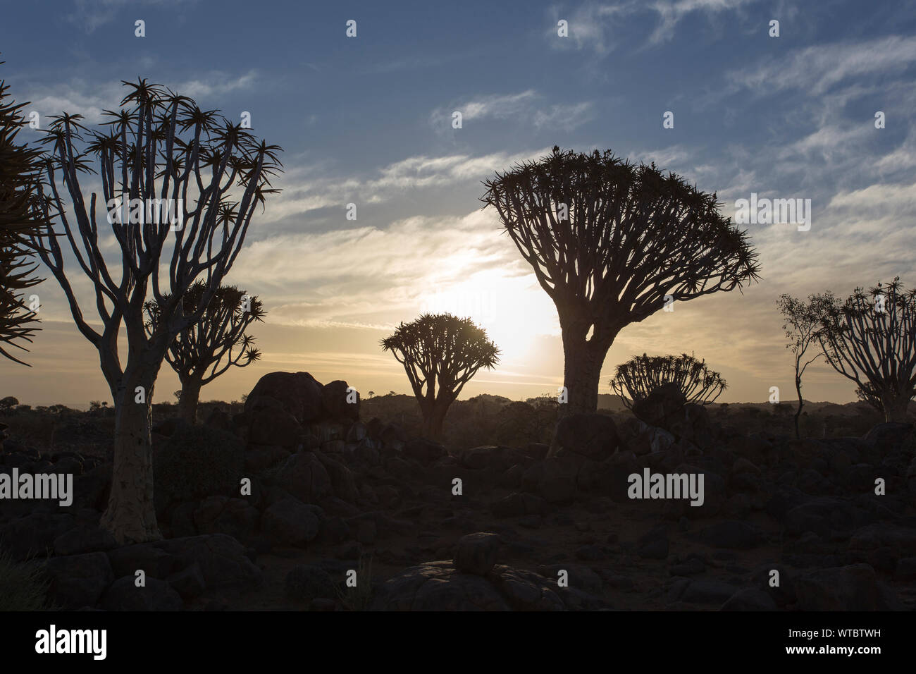 Quivertree Forest At Sunset High Resolution Stock Photography and ...