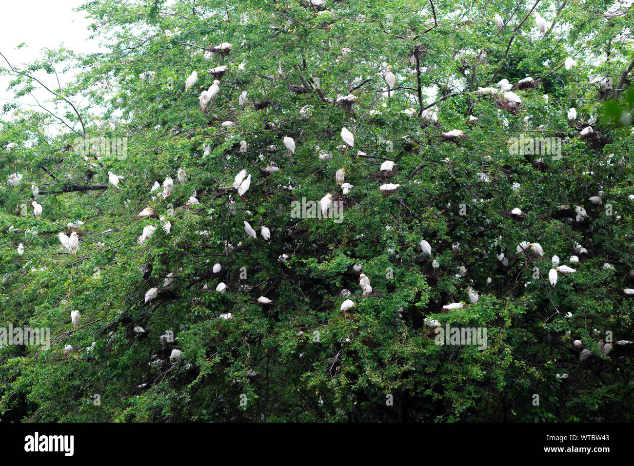 Birds Sleeping on Tree on the evening Stock Photo - Alamy