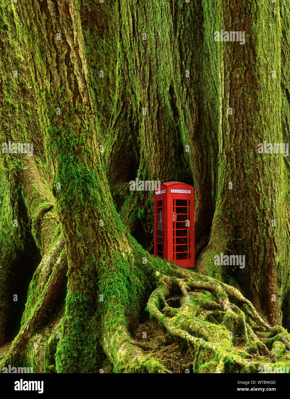 Red Telephone Booth Dwarfed by Giant Redwood Trees Stock Photo - Alamy