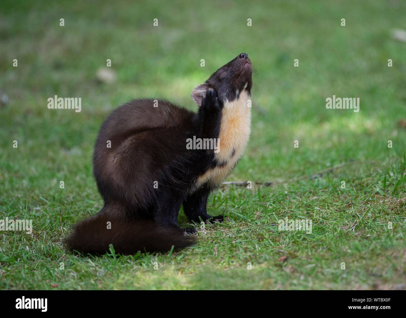 Highland midge culicoides impunctatus hi-res stock photography and ...