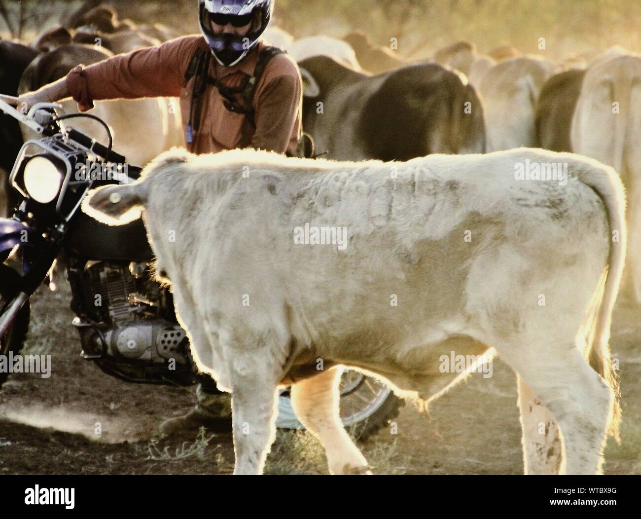 One Man And His Cow High Resolution Stock Photography and Images - Alamy