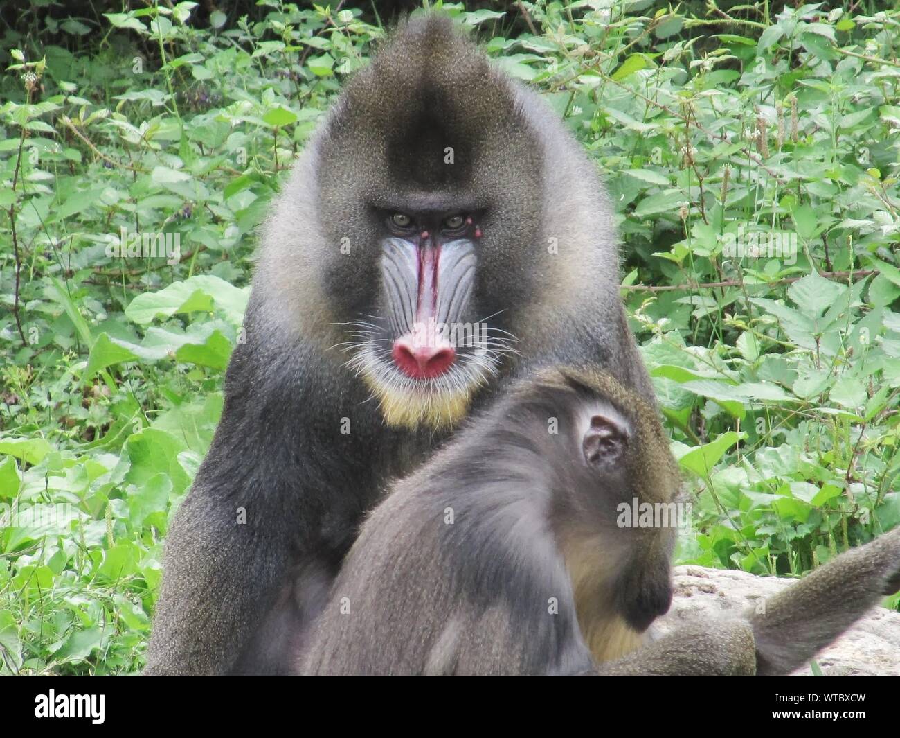 Mandrill portrait hi-res stock photography and images - Alamy