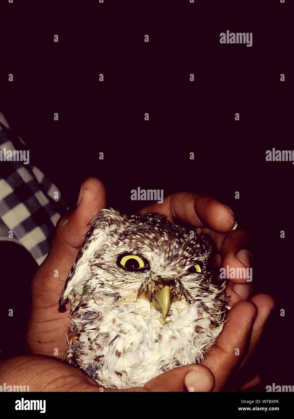Person holding owl hi-res stock photography and images - Alamy