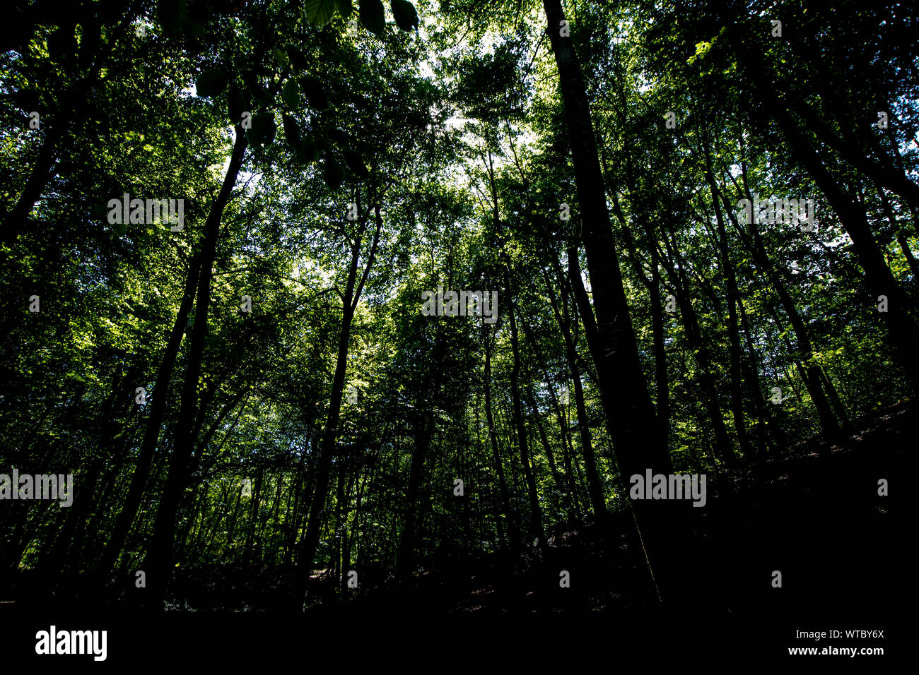 Beech grove hi-res stock photography and images - Alamy