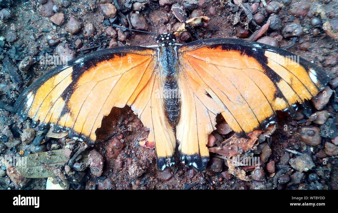 Dead Butterfly High Resolution Stock Photography and Images - Alamy