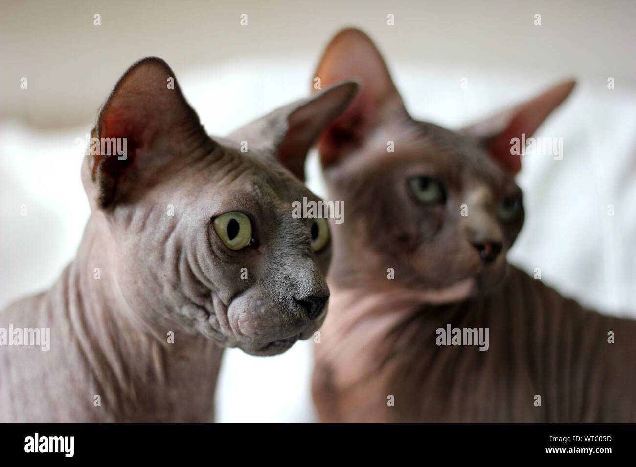 Image of two hi-res stock photography and images - Alamy