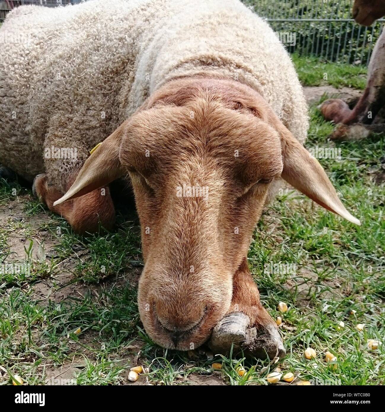 Goat lying on hi-res stock photography and images - Alamy