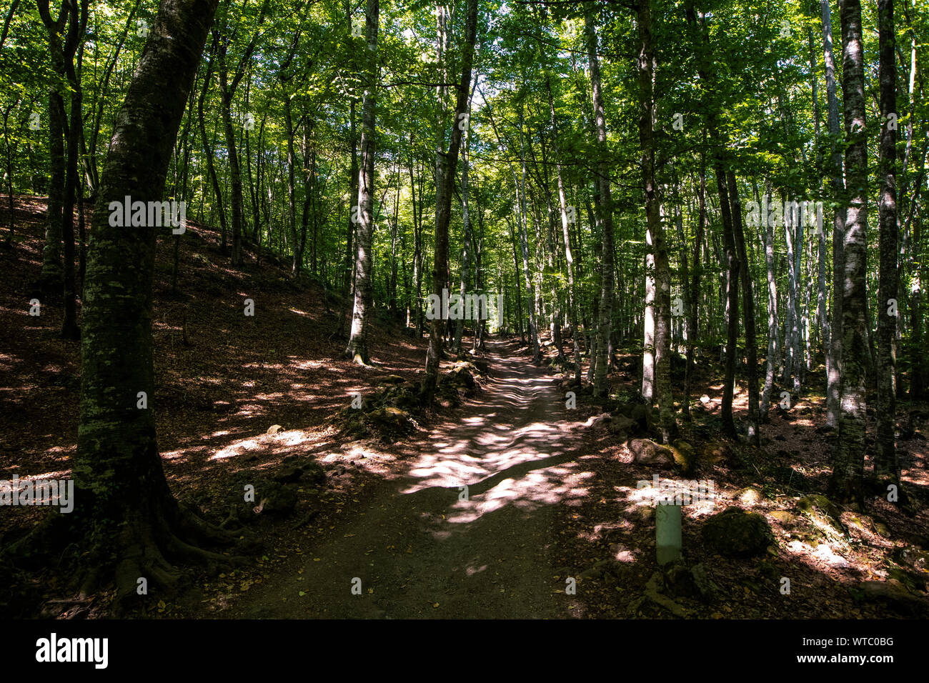 Beech grove with green leaves on a deep forest with walking path Stock ...