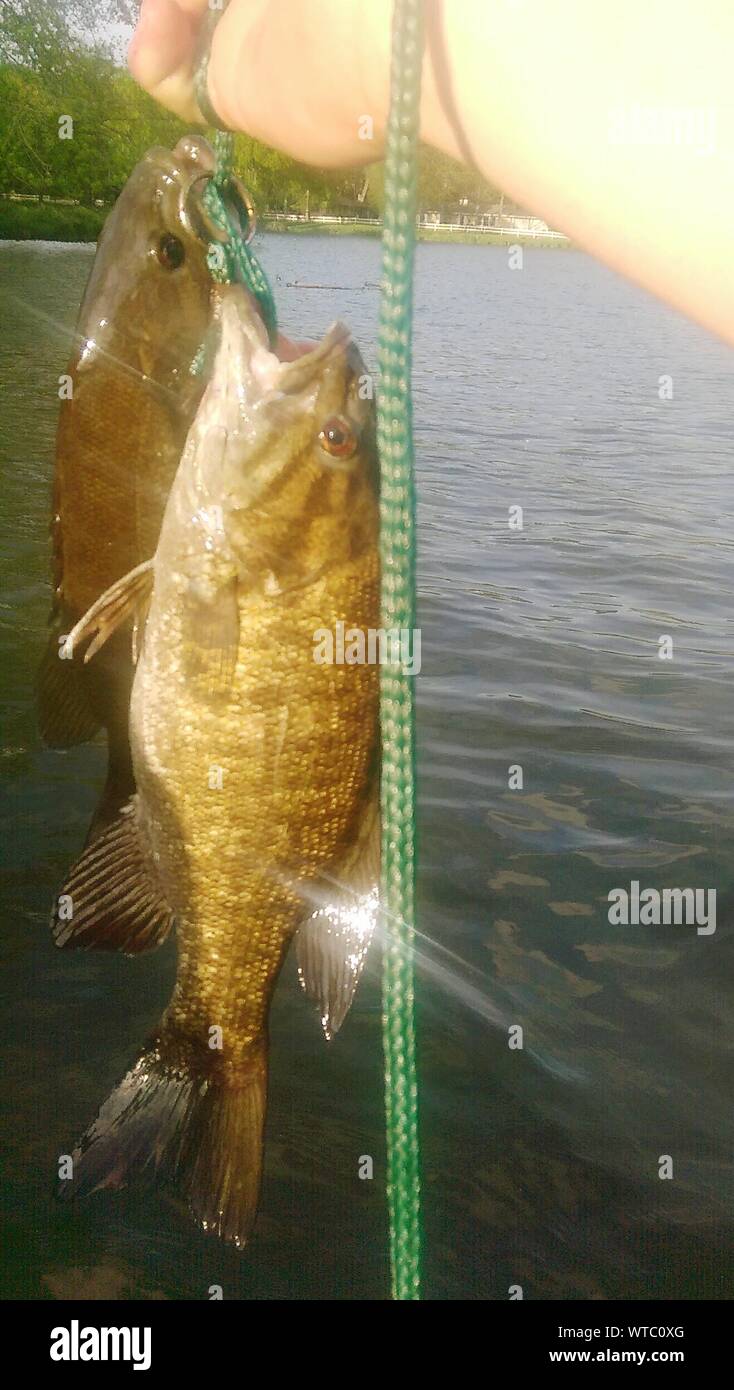 Hook zoology hi-res stock photography and images - Alamy