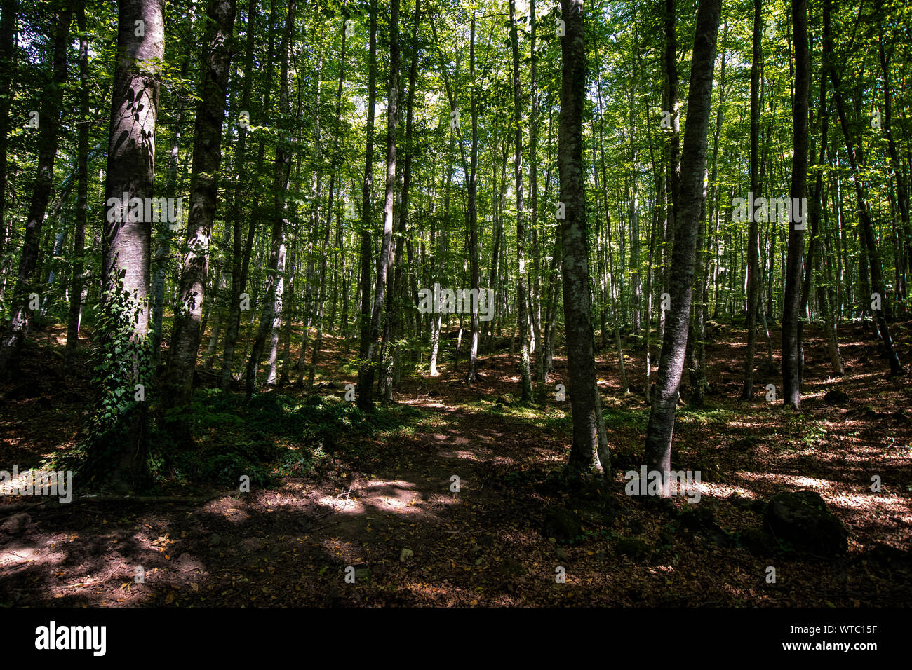 Grove landscape hi-res stock photography and images - Alamy