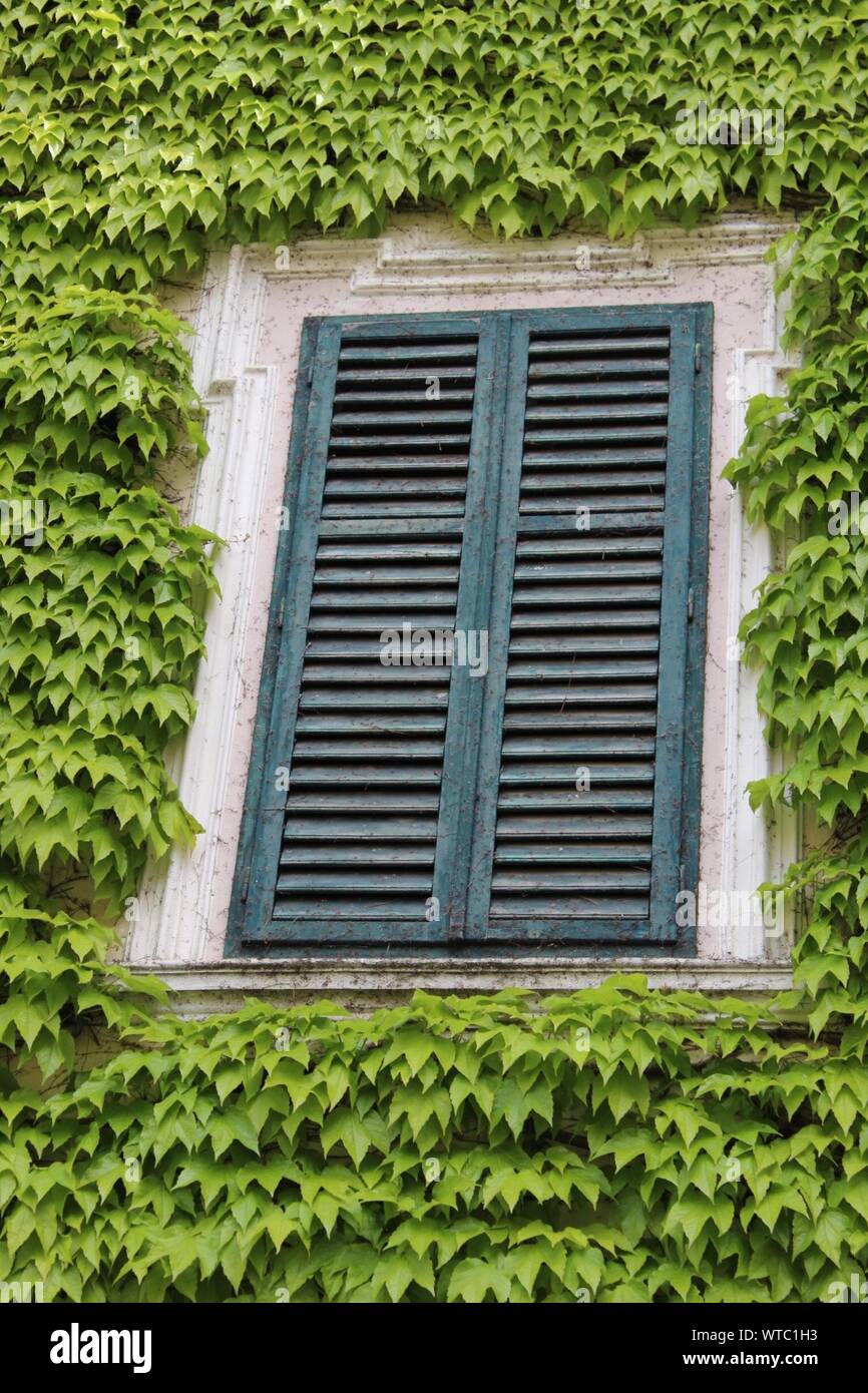 Overgrown by plants hi-res stock photography and images - Alamy