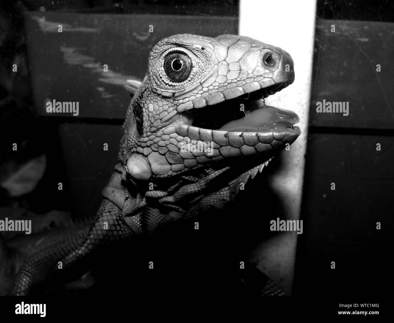 Snake looking up Black and White Stock Photos & Images - Alamy