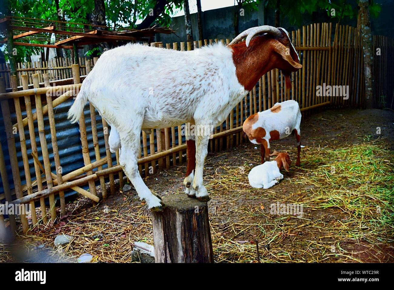 Animal pen hi-res stock photography and images - Alamy