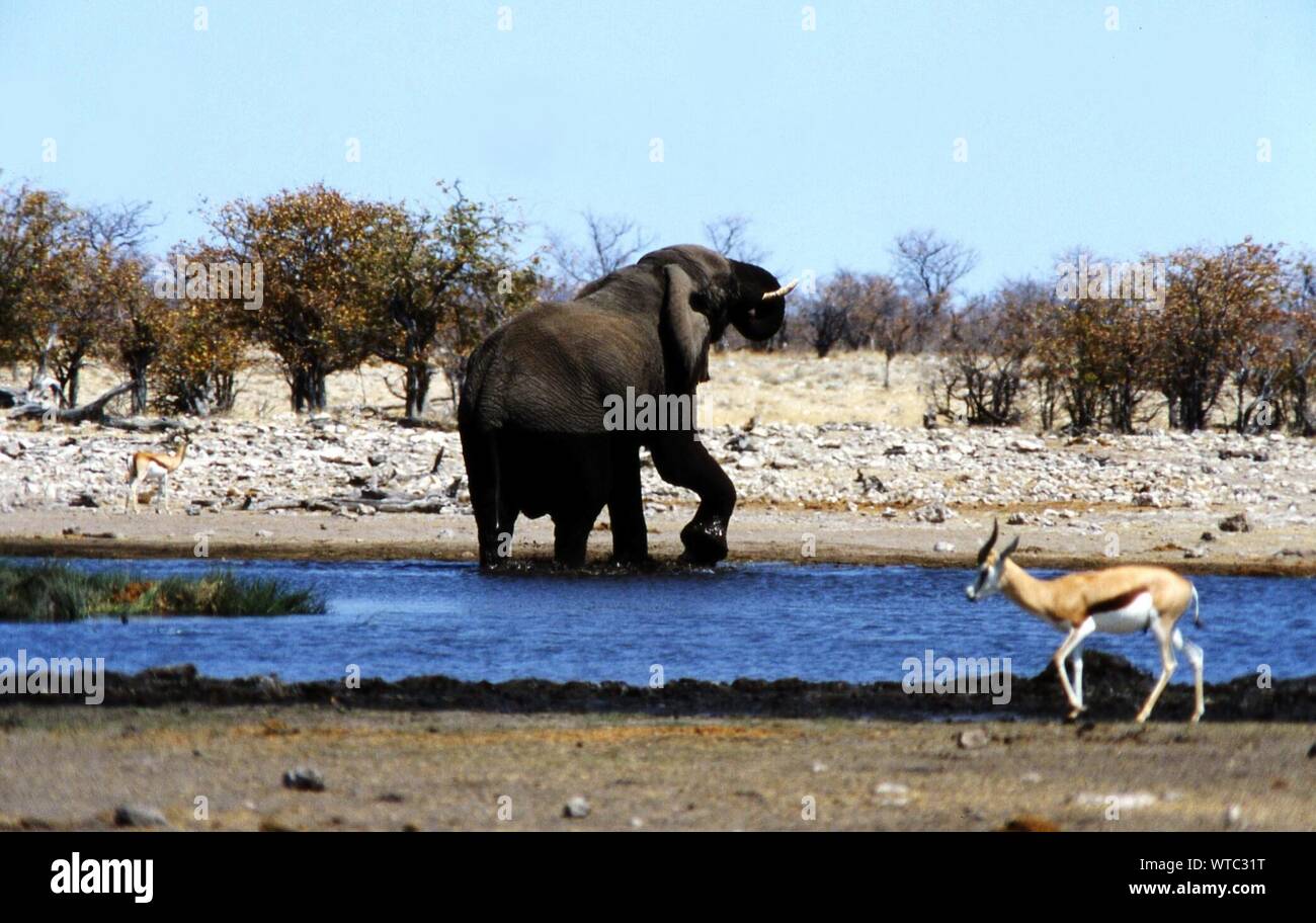 African forest elephant hi-res stock photography and images - Alamy