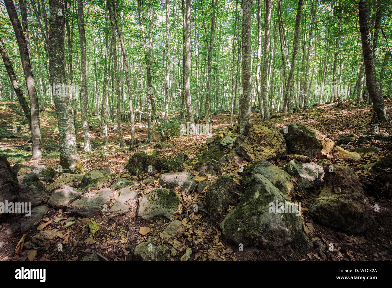 Beech grove landscape on a forest green scene Stock Photo - Alamy
