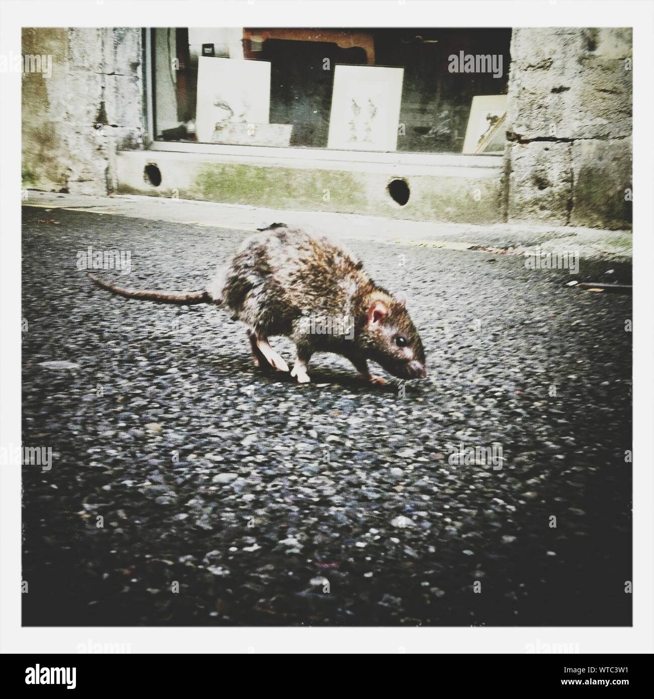 Rat street hi-res stock photography and images - Alamy