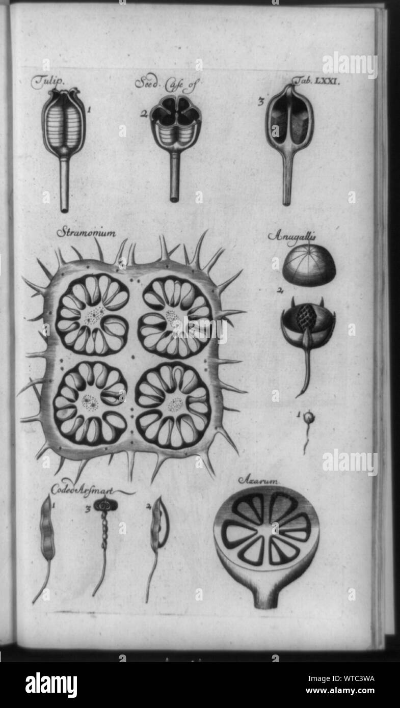 Different types of seeds Black and White Stock Photos & Images - Alamy