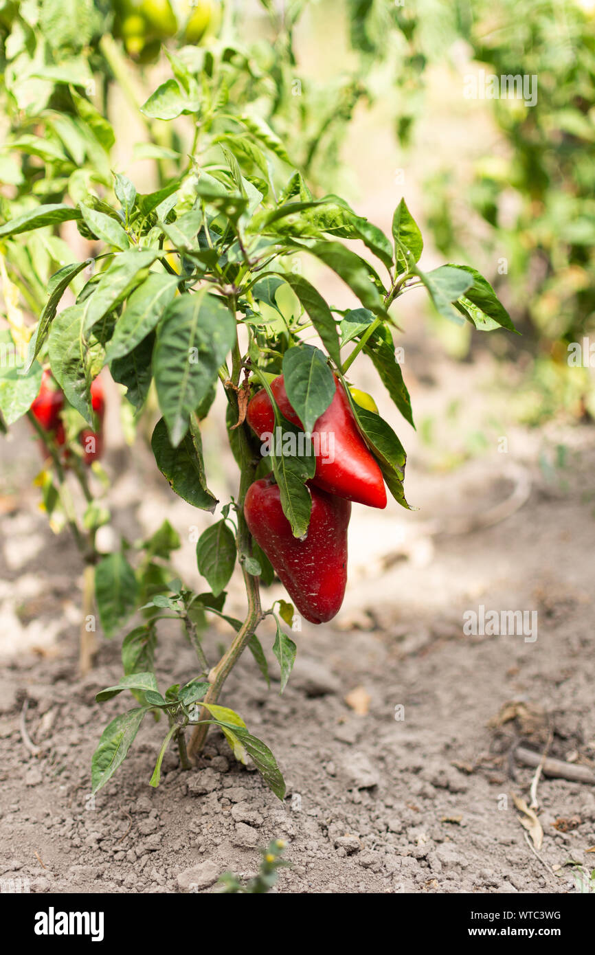 Garden beds with ripening sweet red pepper, organic pepper bush Stock ...